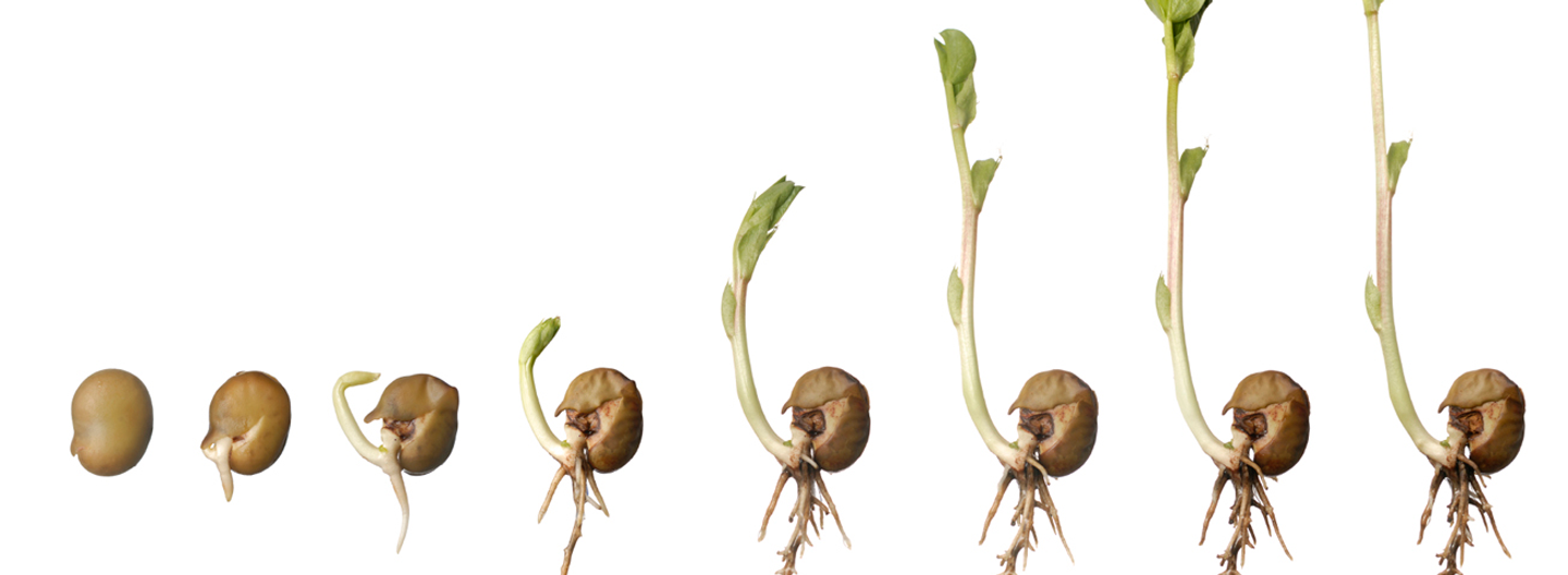 Genesis – Seed Plot of the Bible | conversant faith