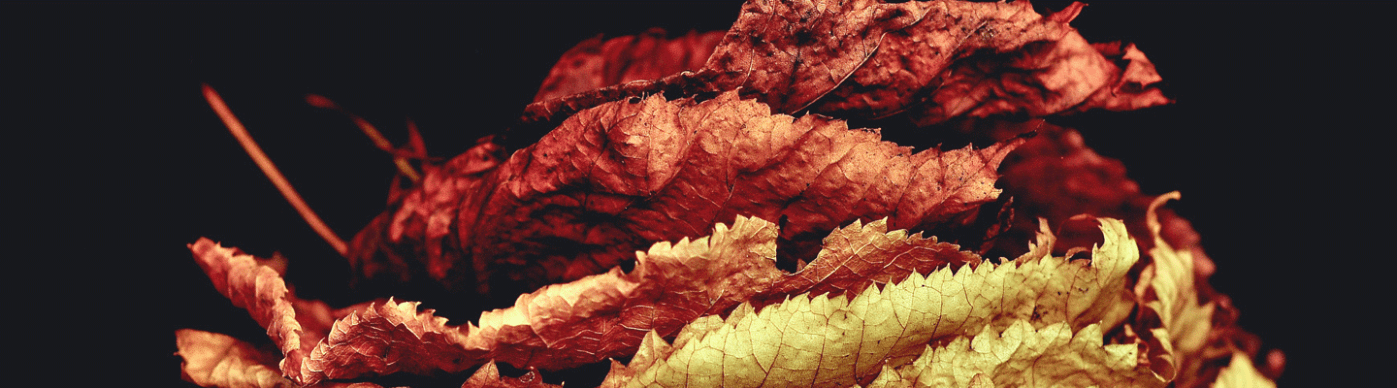 Interpreting Scripture with Augustine | conversant faith